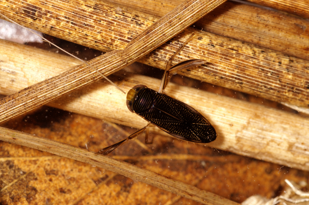 Sigara distincta from Skodsborg, Denmark on March 15, 2007 at 02:59 PM ...