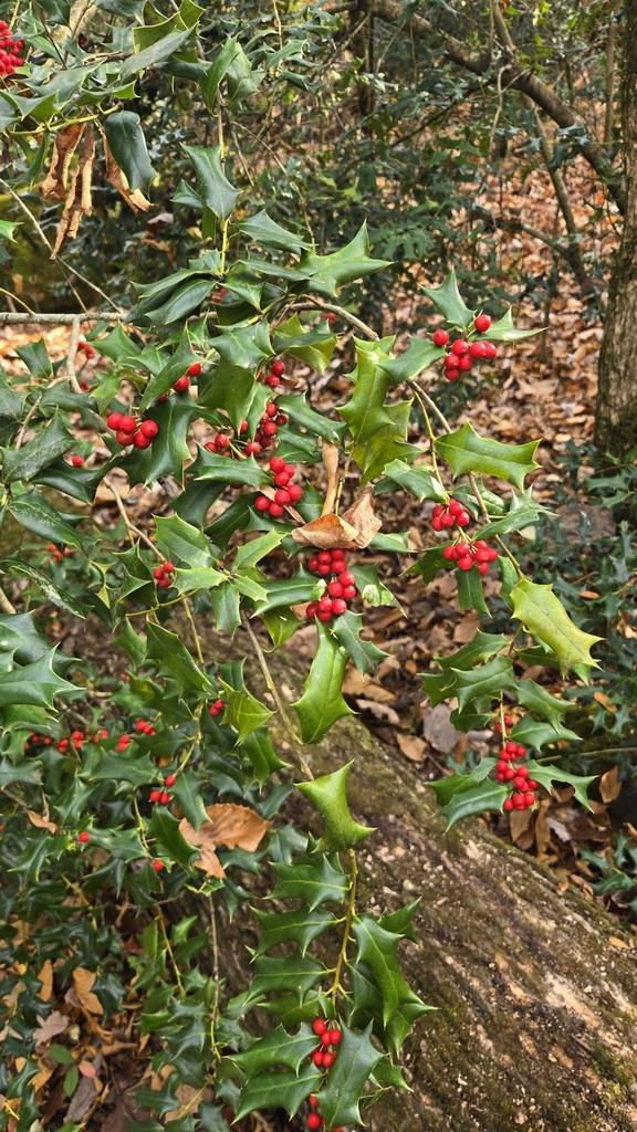 Chinese holly from CONCORD FARR, TN 37922, USA on November 19, 2025 at ...