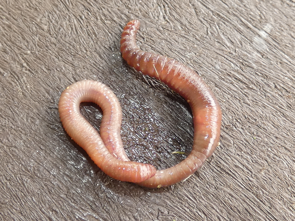 Redhead Worm from Wonthaggi VIC 3995, Australia on November 21, 2025 at ...