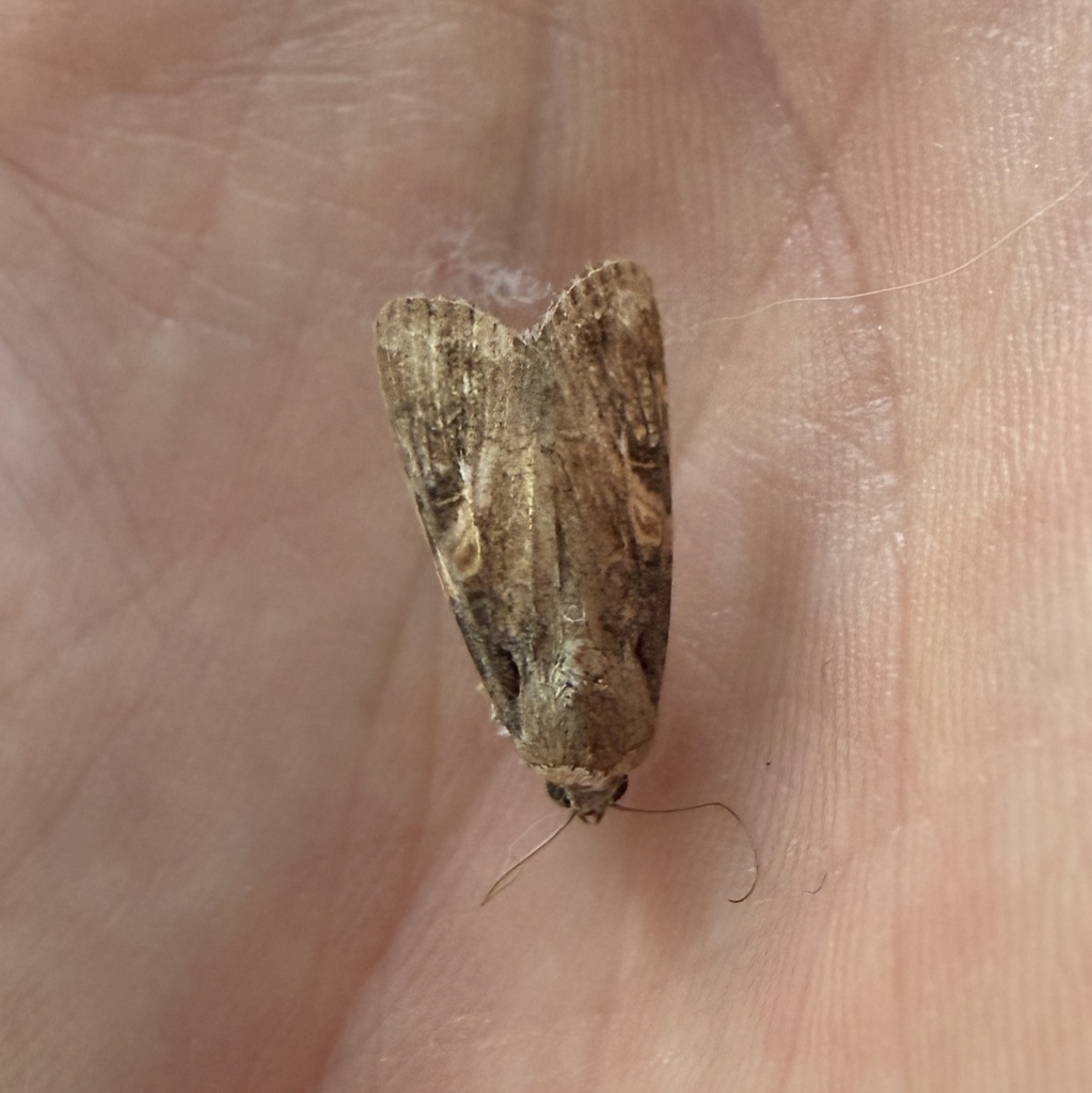 Fall Armyworm Moth from Cox Medical Center, Springfield, MO, US on ...