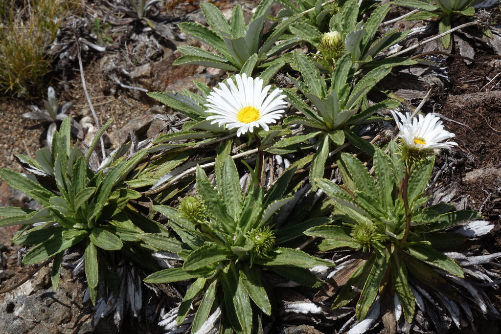 Mountain Daisy from Beaumont 9689, New Zealand on January 05, 2020 at ...