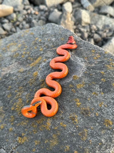 ring-necked snake (Diadophis punctatus) - Snakes and Lizards