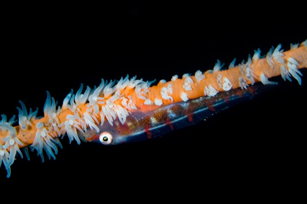 Large whip goby (Bony Fishes (Actinopterygii) of the Hawaiian Islands ...