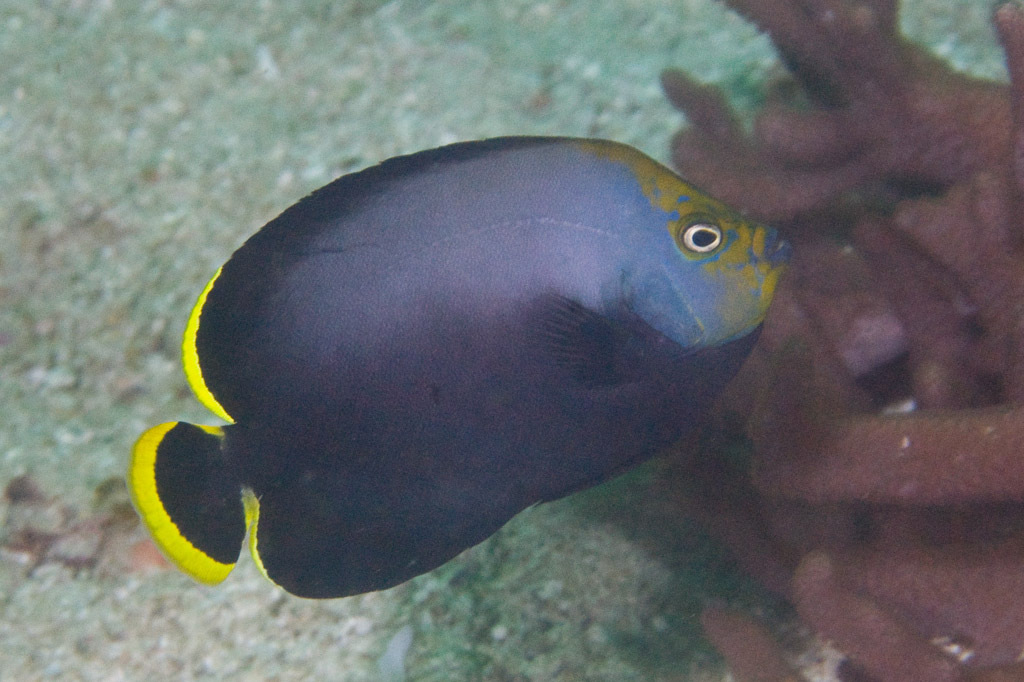 Black Velvet Angelfish (Chaetodontoplus melanosoma) - Marine Life ...