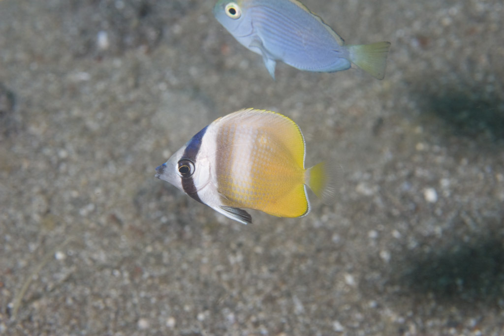 Blacklip Butterflyfish (Reef Fish of the Hawaiian Islands) · iNaturalist