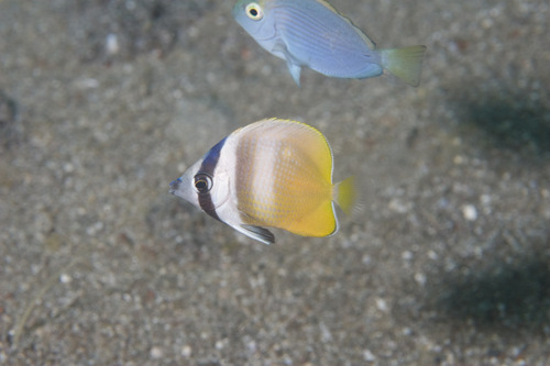 Blacklip Butterflyfish (Reef Fish of the Hawaiian Islands) · iNaturalist