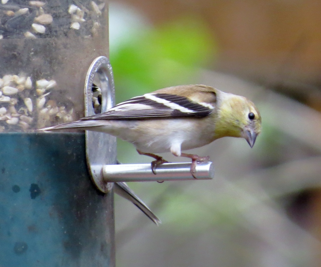 American Goldfinch from Leane Dr, Tallahassee, FL 32309, USA on ...