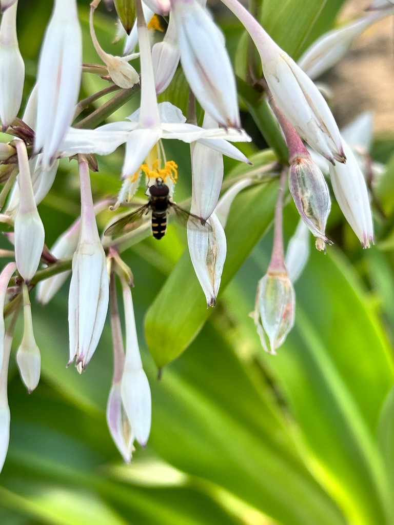 Large Hover Fly from Curtis St, Cowaramup, WA, AU on November 22, 2025 ...