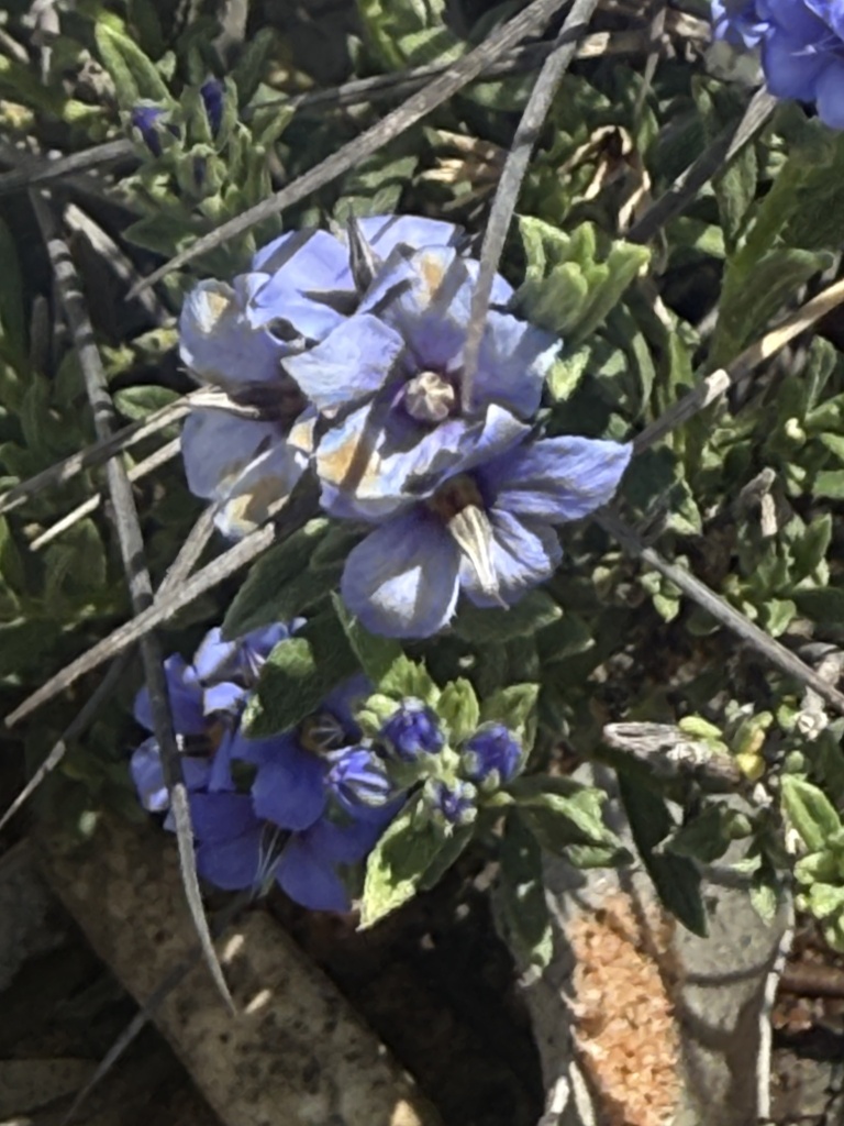 Halgania from Pinkawillinie Conservation Park, Pinkawillinie, SA, AU on ...