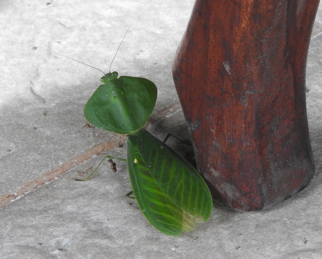 Peruvian Shield Mantis from Quito, Ecuador on June 6, 2016 at 06:43 AM ...