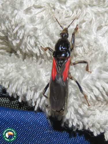 Sirthenea ocularis · iNaturalist