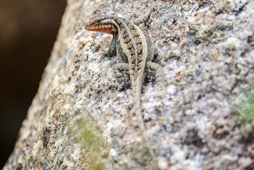 Rose-bellied Lizard from Nueva Segovia, Nicaragua on December 31, 2017 ...