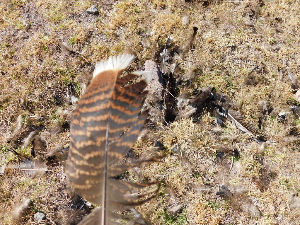 Gould's Wild Turkey from 90580 Ixtenco, Tlax., México on December 28 ...