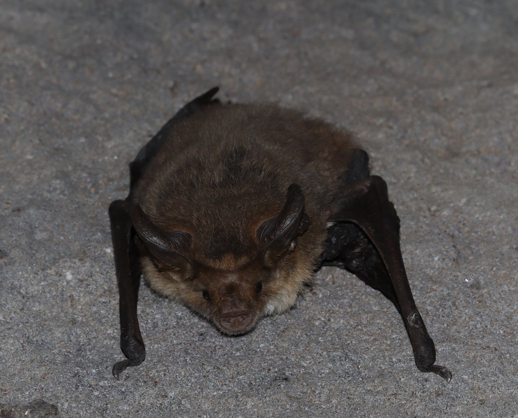 Gould's Long-eared Bat (Microbats of the Sunshine Coast, QLD) · iNaturalist