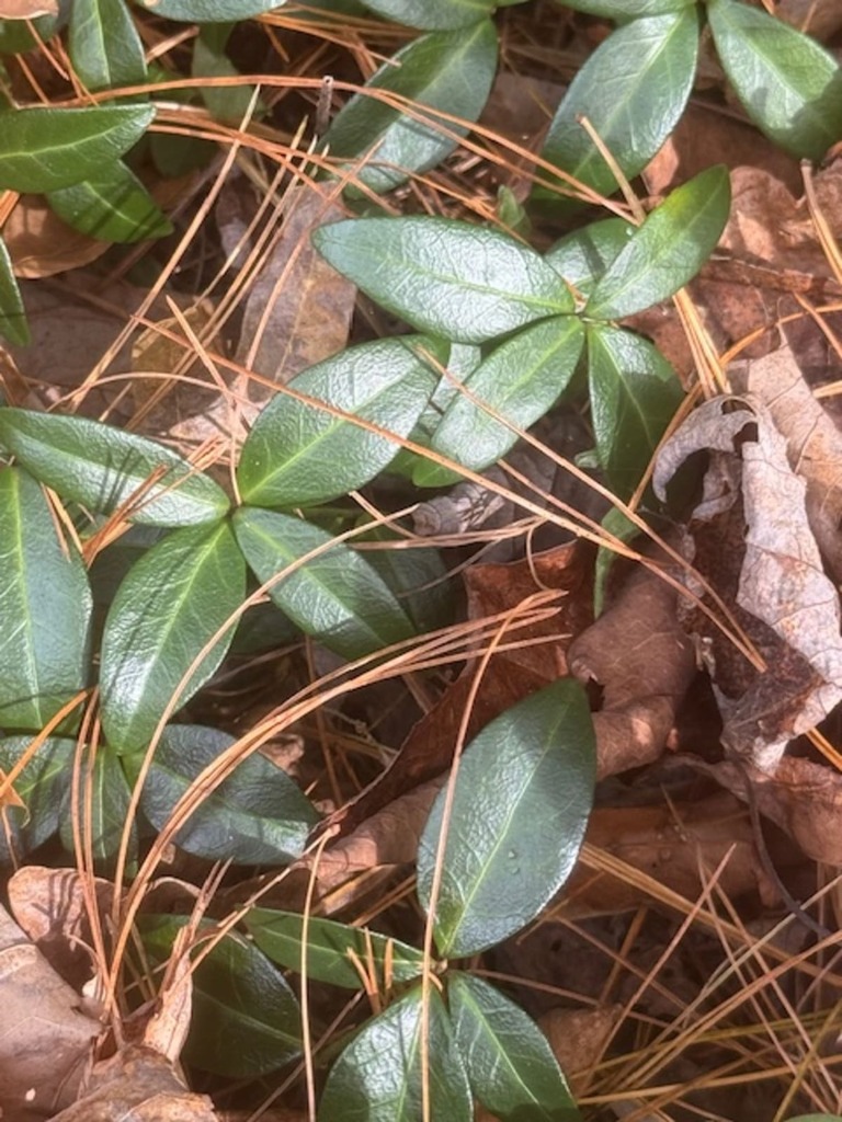 lesser periwinkle in November 2025 by transylvania_nc. ecoEXPLORE ...