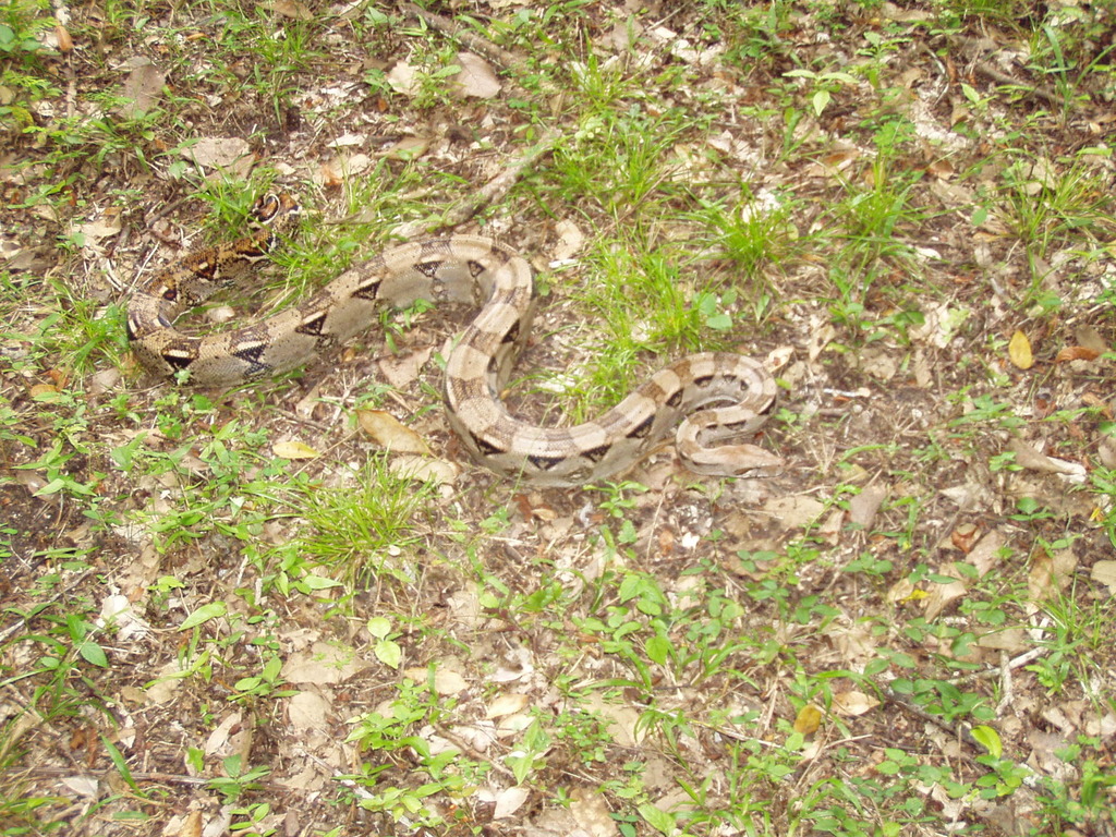 Central American Boa from Green Hills Butterfly Ranch, Cayo District ...