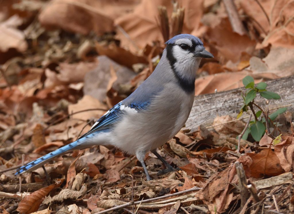 Blue Jay from Valley Forge National Historical Park, 1400 N Outer Line ...