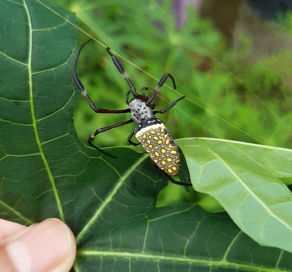 Batik Golden Web Spider from Cihideung Udik, Kec. Ciampea, Bogor, Jawa ...