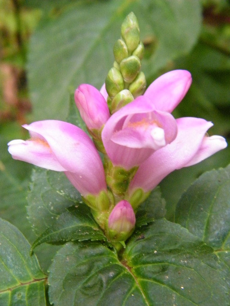 pink turtlehead (Growing Greener Schoolyards - Tennessee Native Plants ...