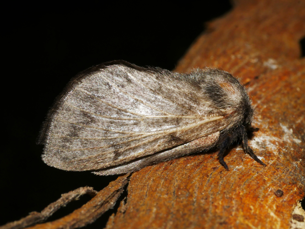 She-Oak Moth from Organ Pipes NP VIC, Australia on December 01, 2018 at ...
