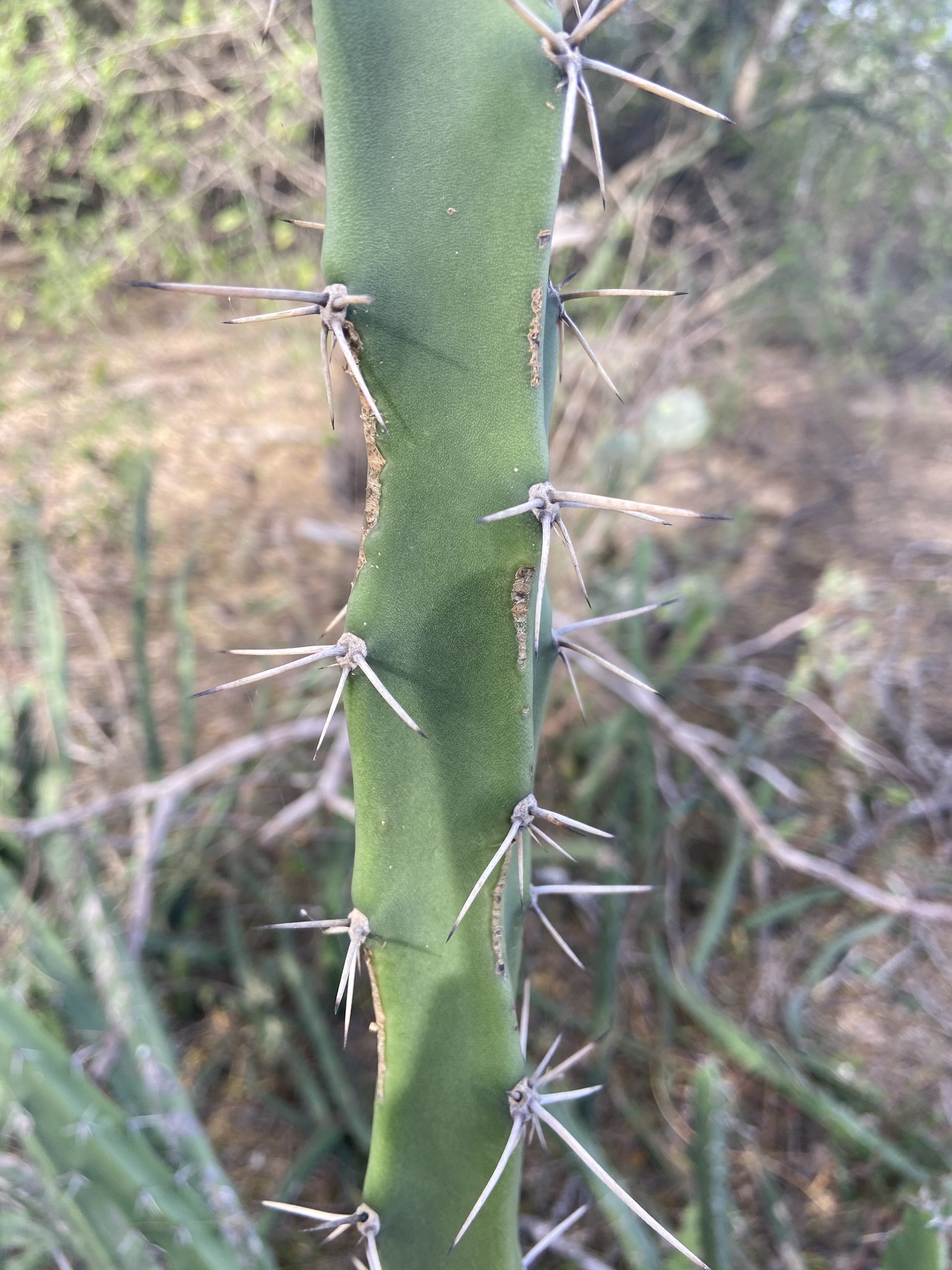 Harrisia bonplandii (Parm.) Britton & Rose