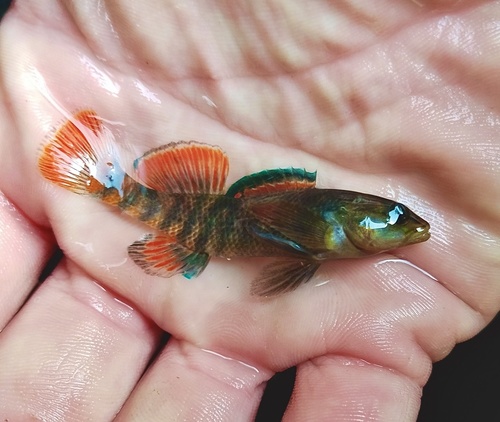 Rainbow Darter (Fish of Penitentiary Glen Reservation) · iNaturalist