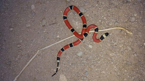 Serpiente coralillo del occidente mexicano (Reptiles de Mazatlán ...