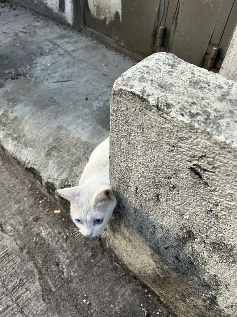Domestic Cat from Cha Kwo Ling Tsuen, Cha Kwo Ling, Kowloon, HK on ...