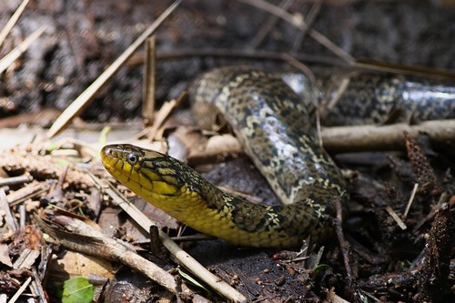 African Water Snakes (Subfamily Grayiinae) · iNaturalist United Kingdom