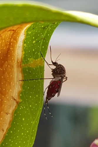 Aedes vigilax · iNaturalist