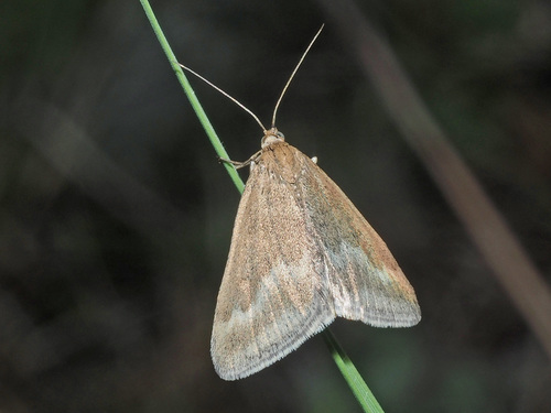One-banded Pyrausta Moth and Allies (Section Pyrausta aerealis ...