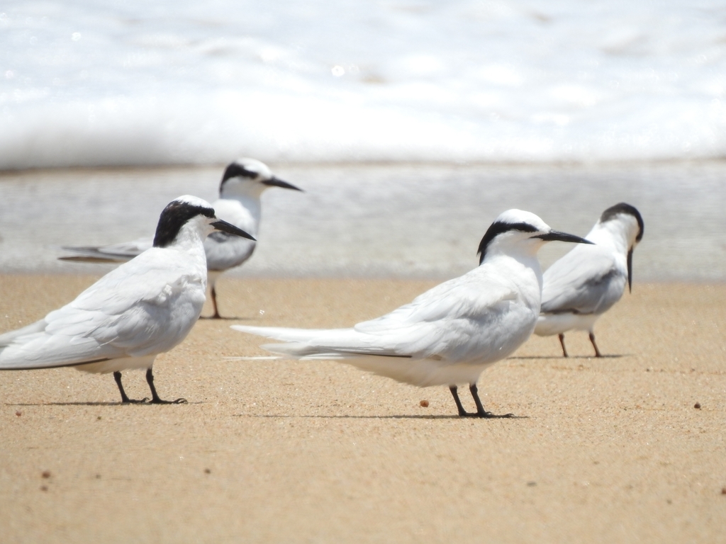 Black-naped Tern (Birds of Africa) · iNaturalist