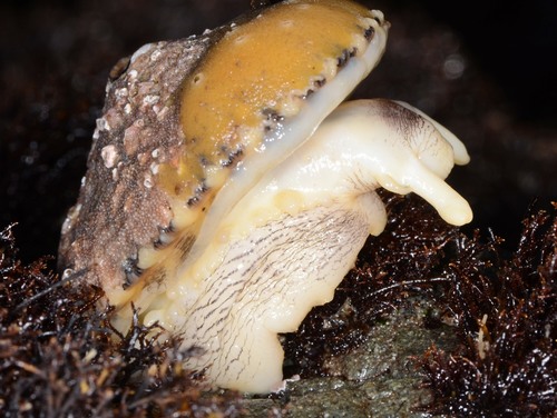 Rough Keyhole Limpet (Diodora aspera) · iNaturalist