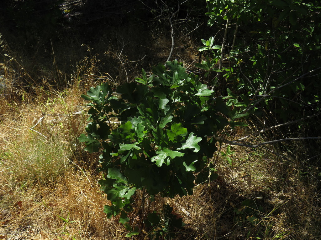 Bebb's Oak from Tokai Arboretum, Cape Town, Western Cape, South Africa ...