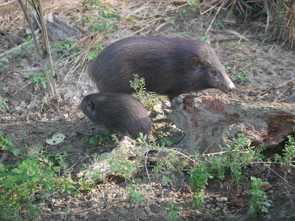 Pygmy Hog (Porcula salvania) - Know Your Mammals