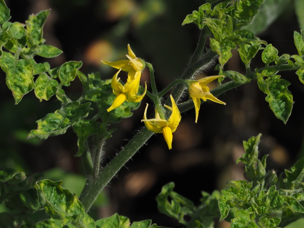 cherry tomato (Solanum lycopersicum cerasiforme) - Botanical Realm