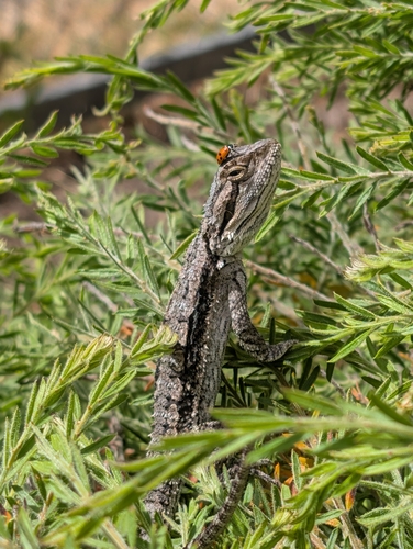 Eastern Bearded Dragon (Pogona barbata) - Snakes and Lizards
