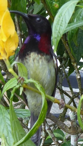 Subspecies Aethopyga saturata wrayi · iNaturalist