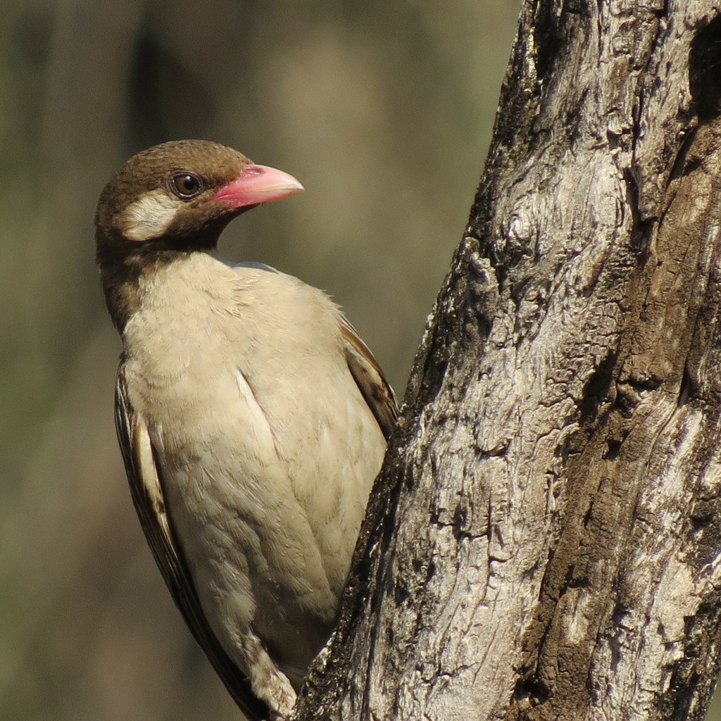Greater Honeyguide (Indicator indicator) - Avian Discovery