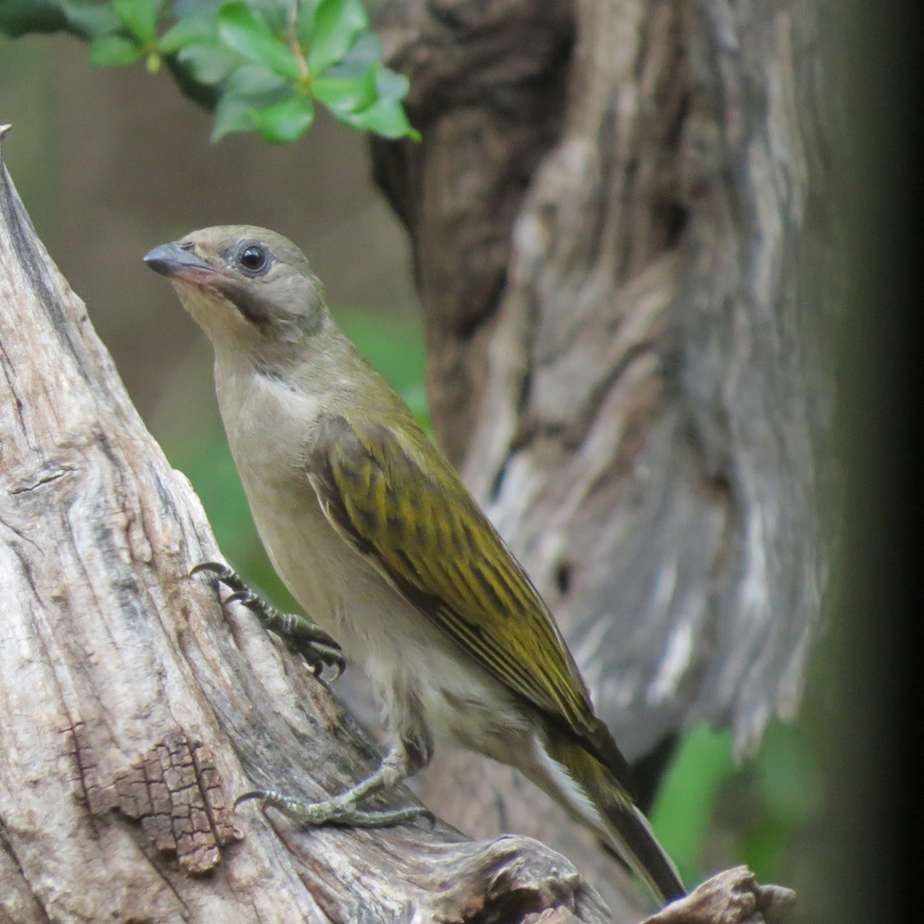 Typical Honeyguides (Indicator) - Avian Discovery