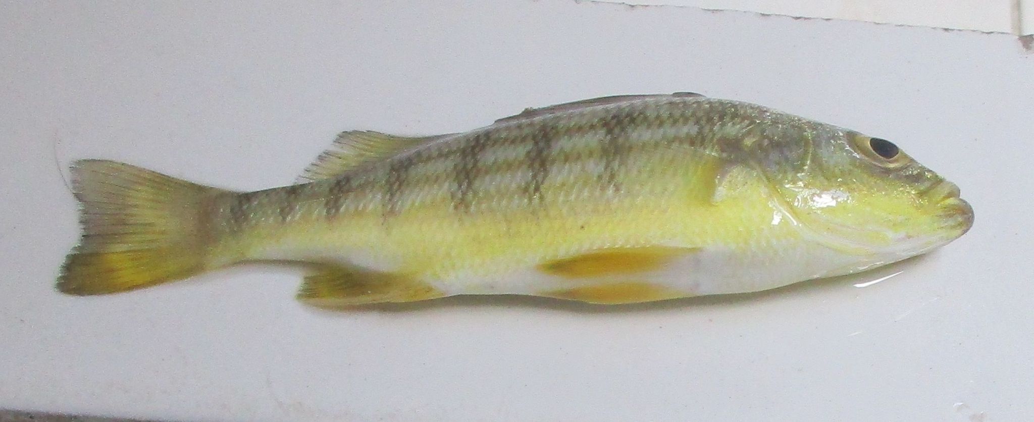 Conodon nobilis (Linnaeus, 1758)