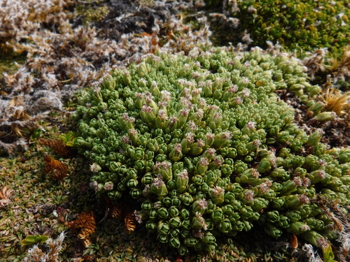 Genus Drapetes · iNaturalist