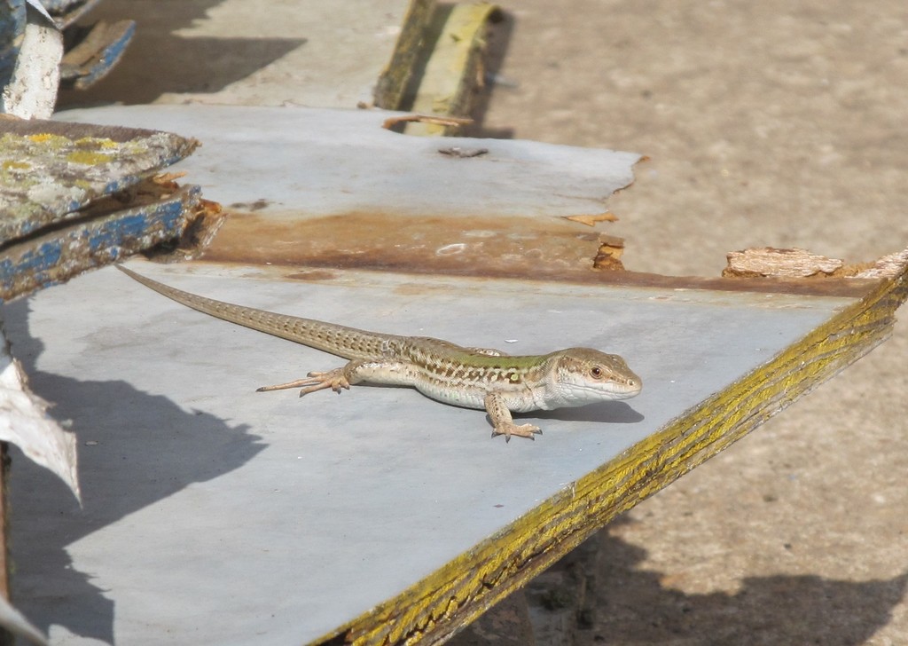 Northern Italian Wall Lizard from West Southwest 3, Topeka, KS, USA on ...