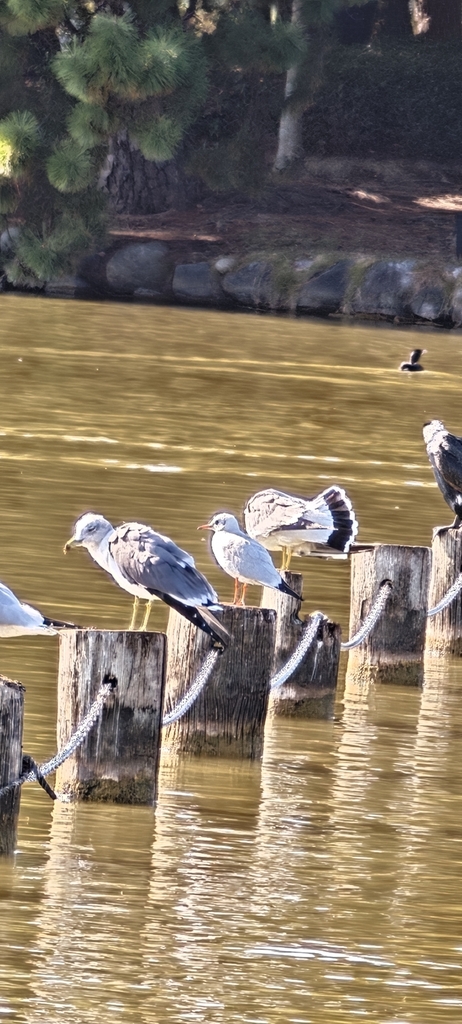 Black-tailed Gull from Ohori Park, 公園管理事務所 1 Ōhorikōen, Chuo Ward ...