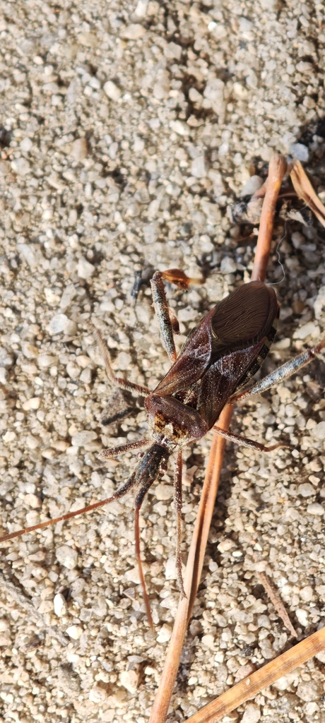 Western Conifer Seed Bug from 1-1 Ōhorikōen, Chuo Ward, Fukuoka, 810 ...