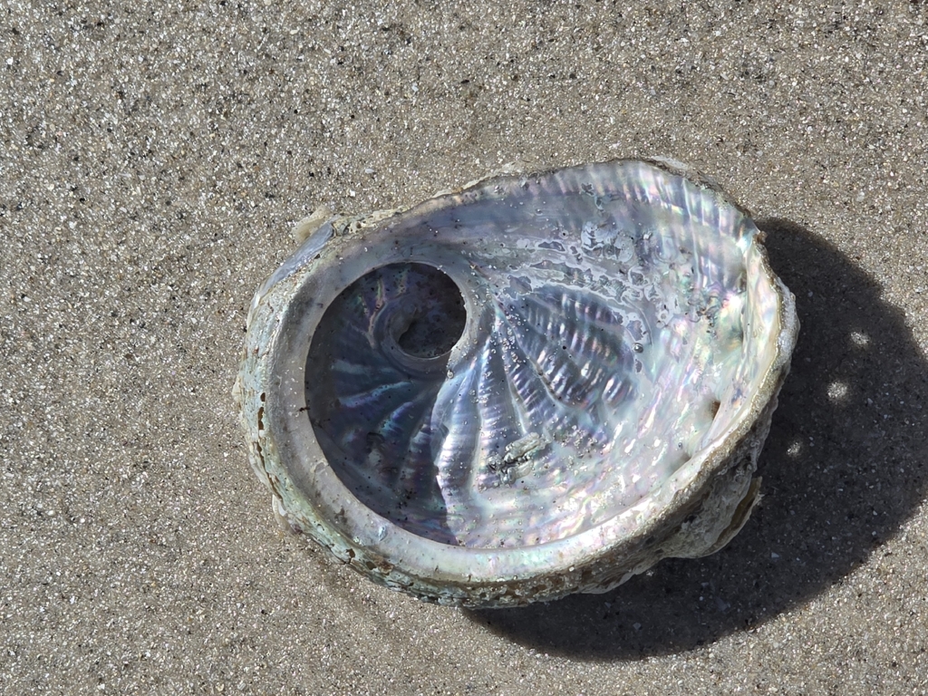 blacklip abalone from Stop 18B Patawalonga Fr - West side, Glenelg ...