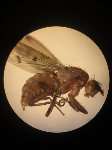 Suillia ustulata · iNaturalist