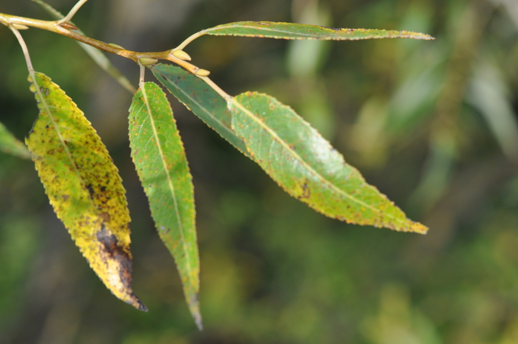 (Salix) - Botanical Realm