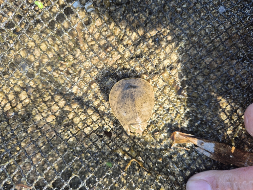 Amur Softshell Turtle in November 2025 by taiwan_habu_korea · iNaturalist