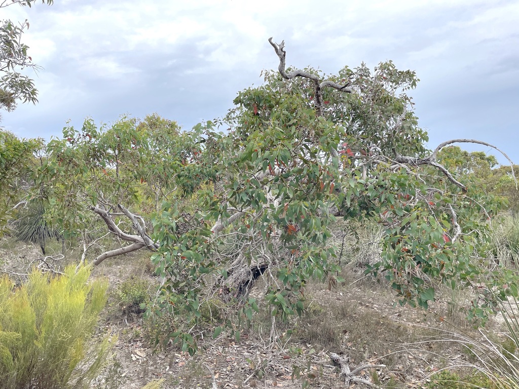 cup gum from Currency Creek SA 5214, Australia on November 22, 2025 at ...